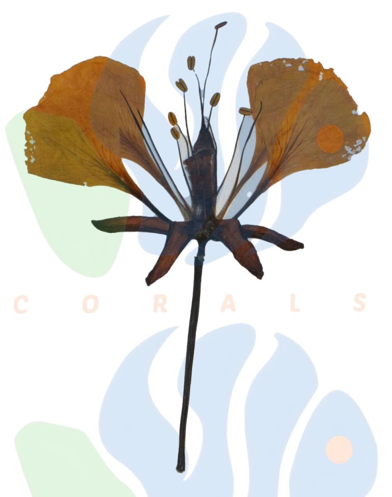 Marine Repository Hub – VIP CORALS